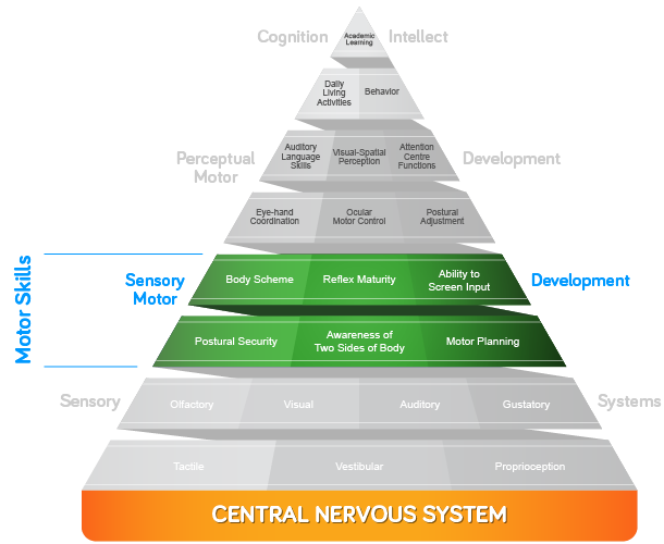 Gross Motor, Fine Motor and Visual Motor Skills |Children| Dynamics ...